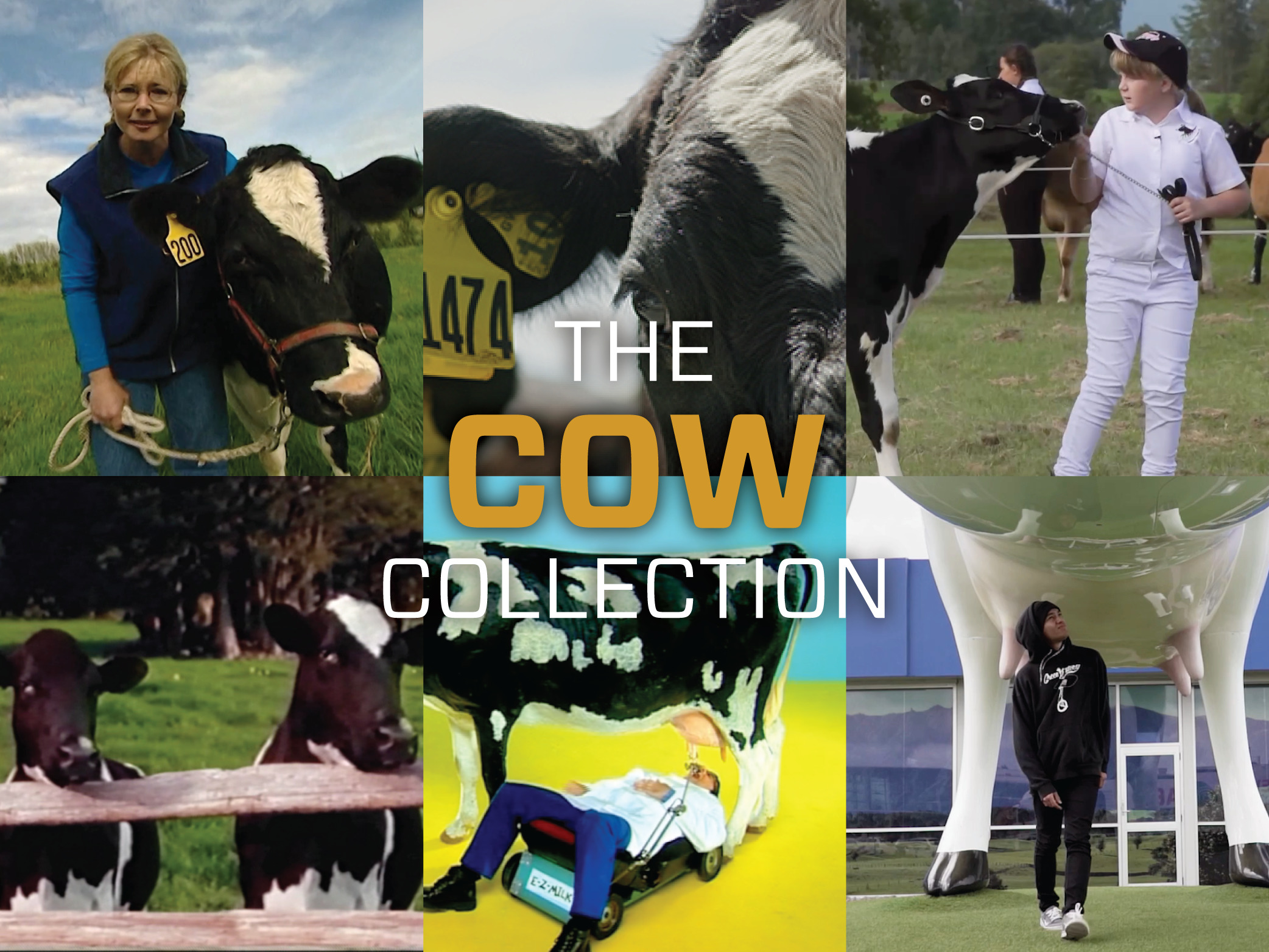 The Cow Collection | NZ On Screen